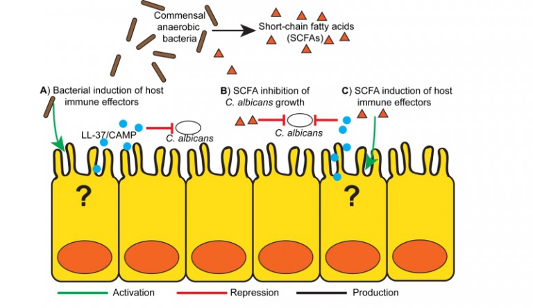 Figure1 Bacterial-fungal interactions in the gut Figure1 Bacterial-fungal interactions in the gut
